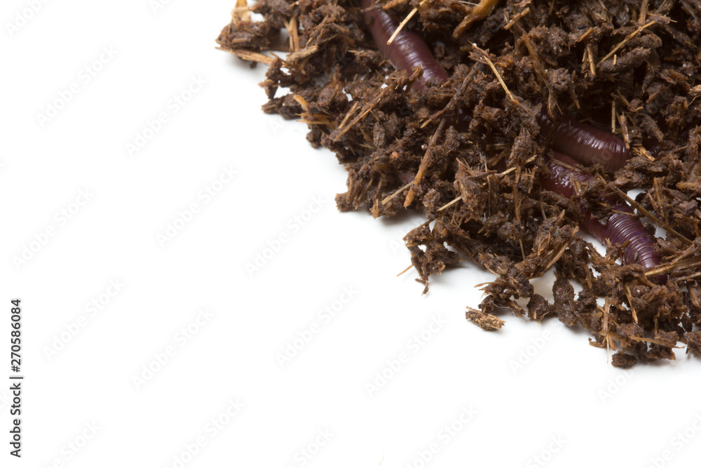 African Night Crawler, earthworms and Fertile soil isolated on white ...