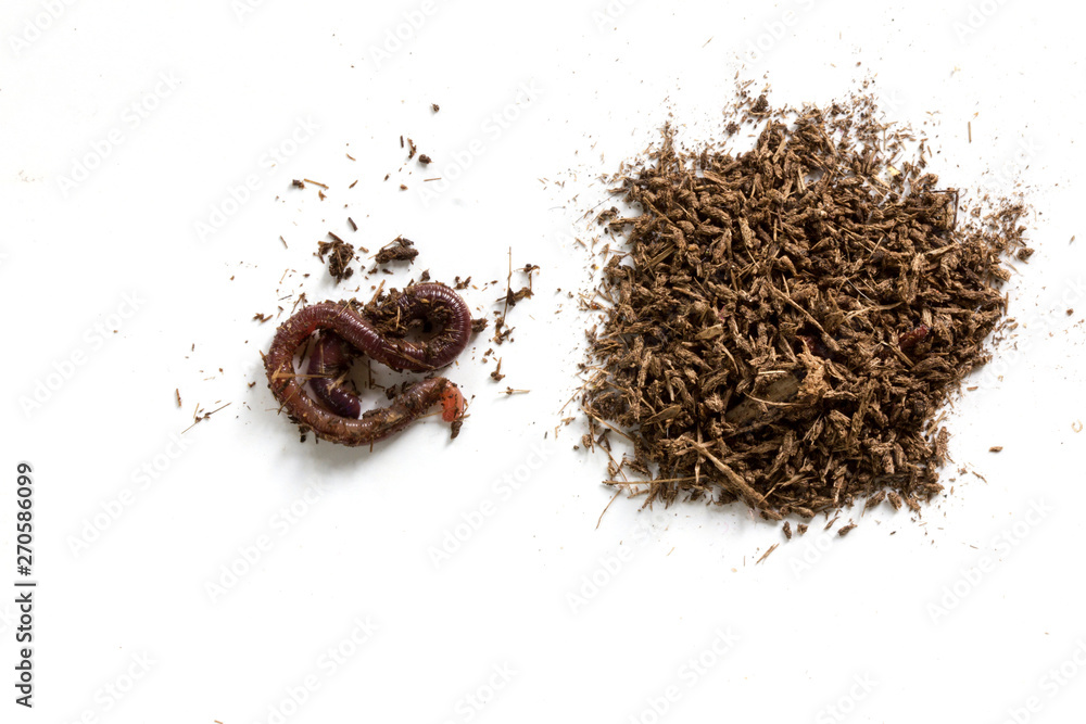 African Night Crawler, earthworms and Fertile soil isolated on white ...