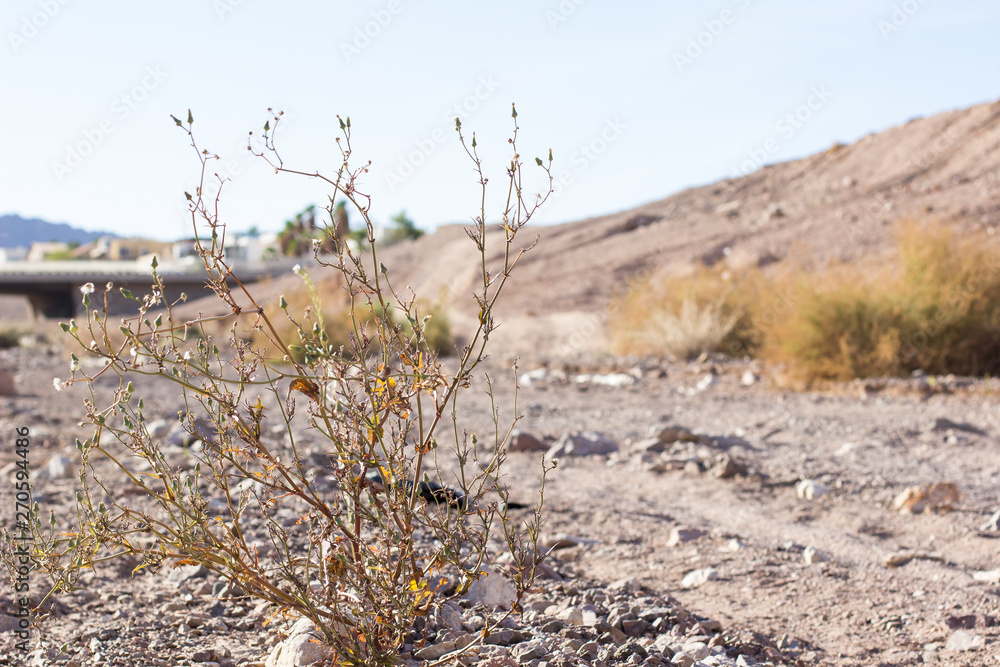 warming and climate changes concept picture of dry bush in wasteland ...