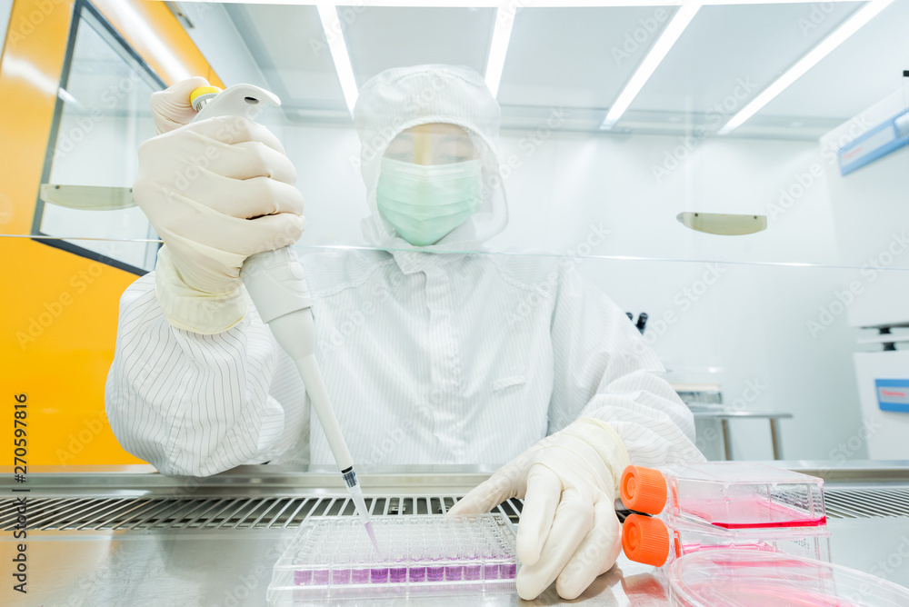 A scientist seeding cells and pipetting growth medium into 96-well ...