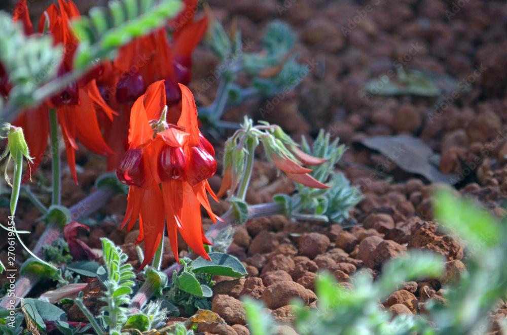 Australian native Sturts Desert Pea flowers, Swainsona formosa, family ...