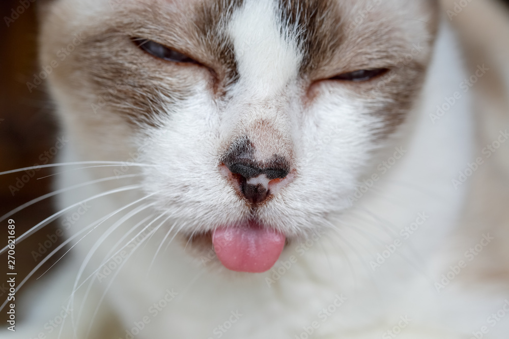 Cat tongue hanging out ,Signs of dental disease , toothache, chronic ...