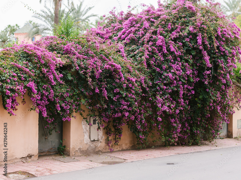 Huge bougainvillea bush in Morocco Stock Photo | Adobe Stock