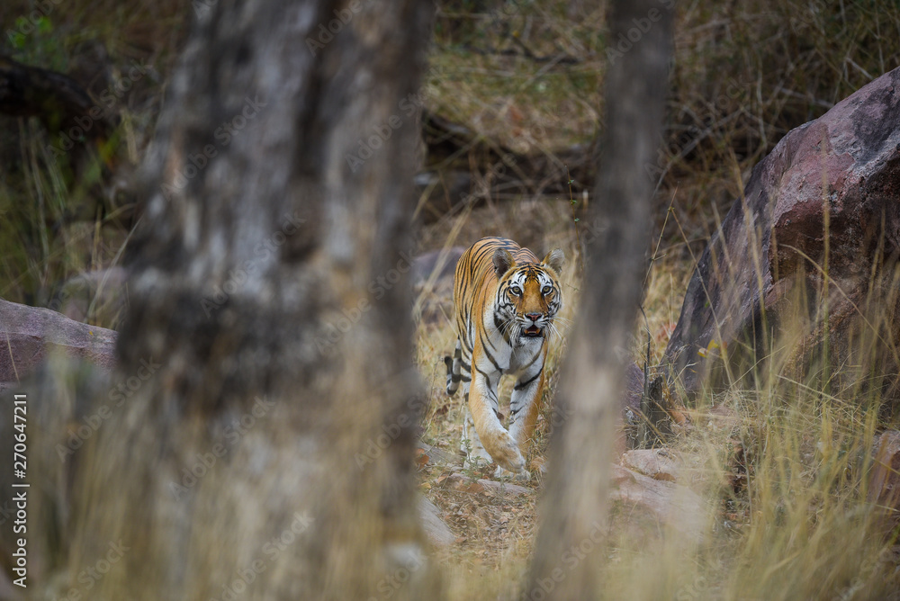 A royal bengal tiger on stroll for scent marking in his territory. A ...