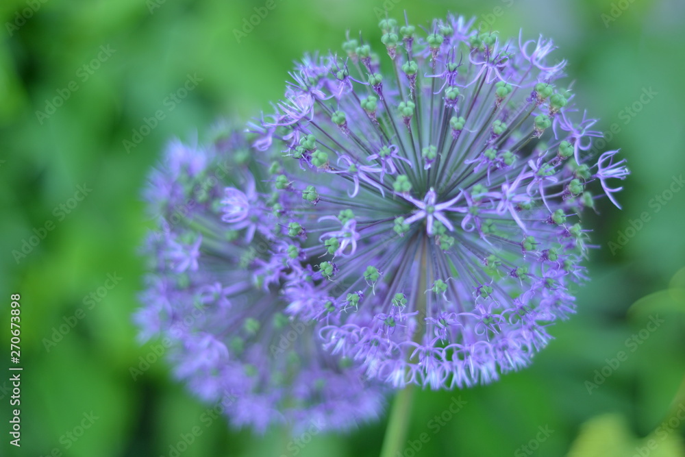 flower, purple, nature, onion, garden, plant, green, onion, spring ...
