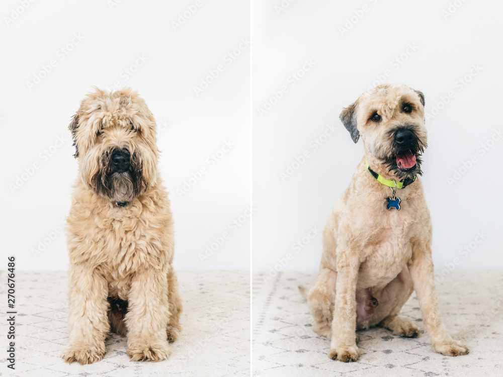 Dog before & after being groomed Stock Photo | Adobe Stock