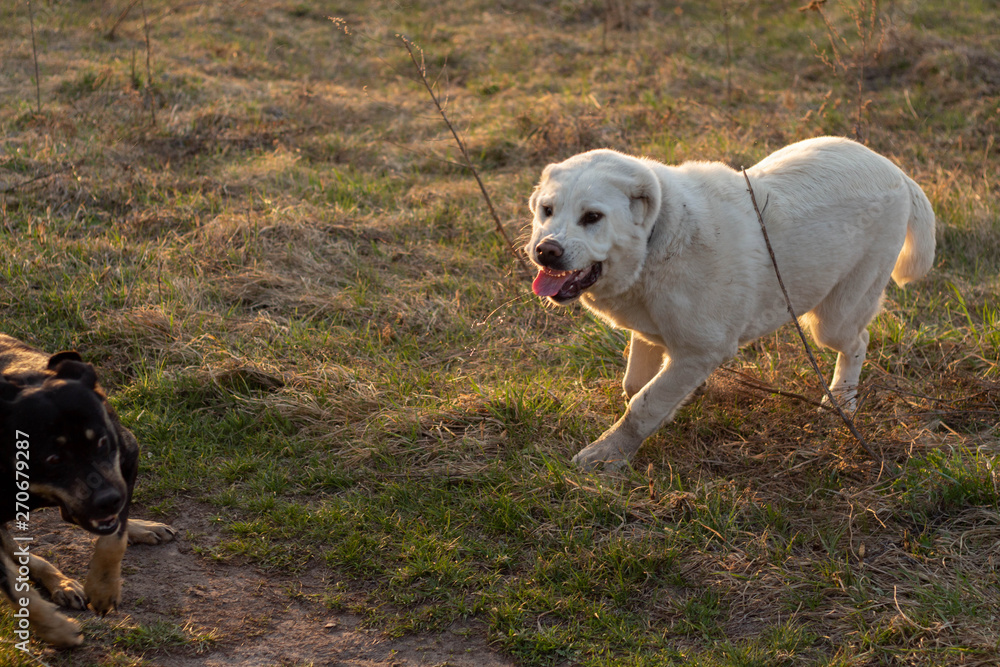 Aggressive Dogs Fighting