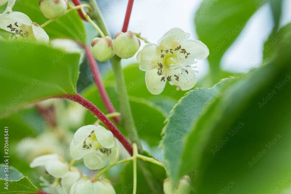Kiwi Fruit Flower