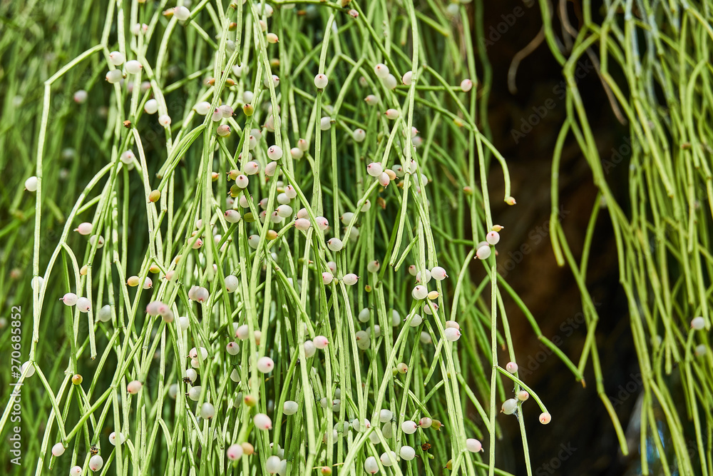 Rhipsalis baccifera (mistletoe cactus) on a large tree in the tropical ...