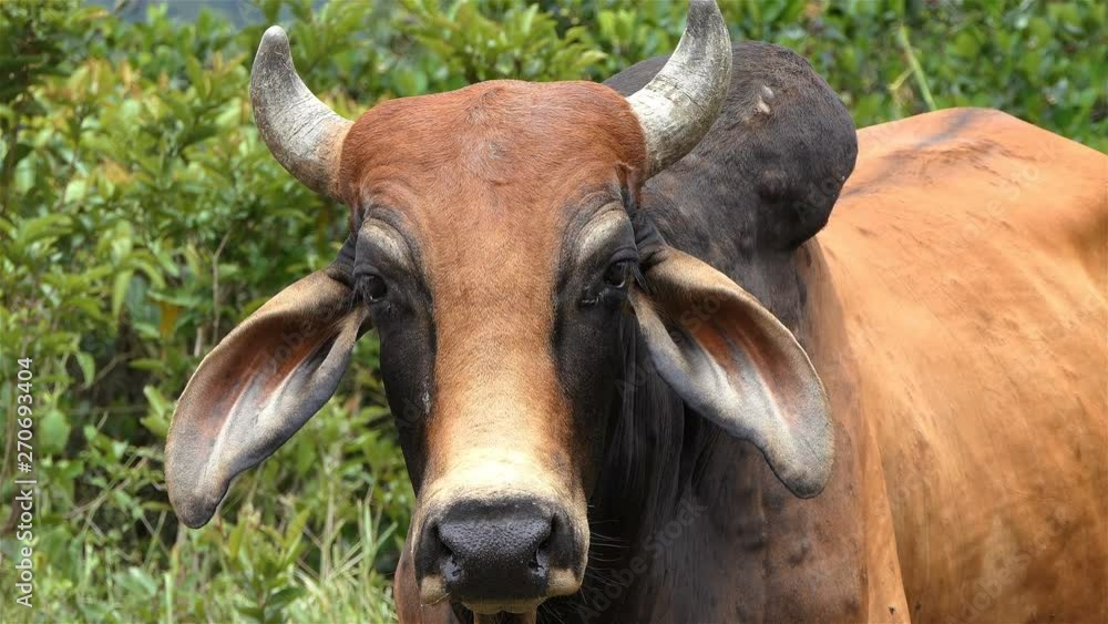 Angry bull looking to the camera. Smart bull in the farm. Close up Bull ...