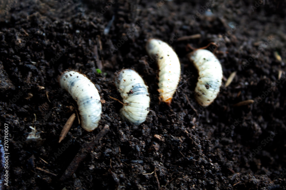 beetle lavas on soil , group of larvas on soil , fat insect larvae ...