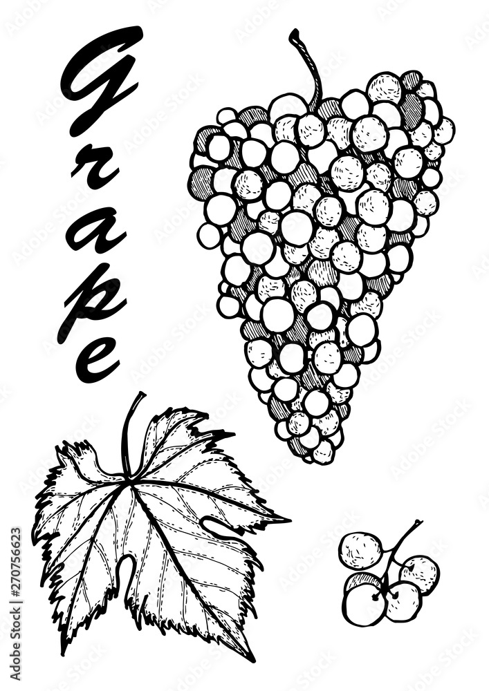 Hand drawn illustration of grapes. Botanical illustration of fruits ...