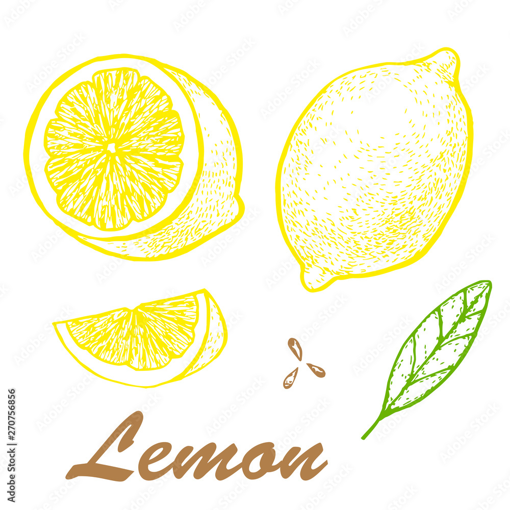 Hand drawn illustration of lemon. Detailed citrus drawing. illustration ...