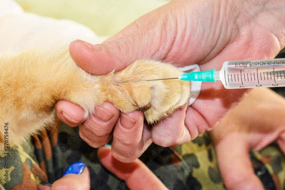 red cat with a sick and swollen paw, the concept of animal treatment ...