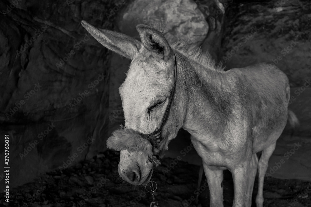Tamed donkey highland desert rocky farming animal portrait on a leash ...