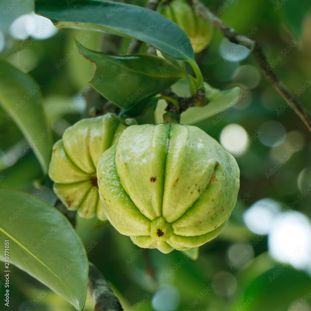 Malabar Tamarind Fruit