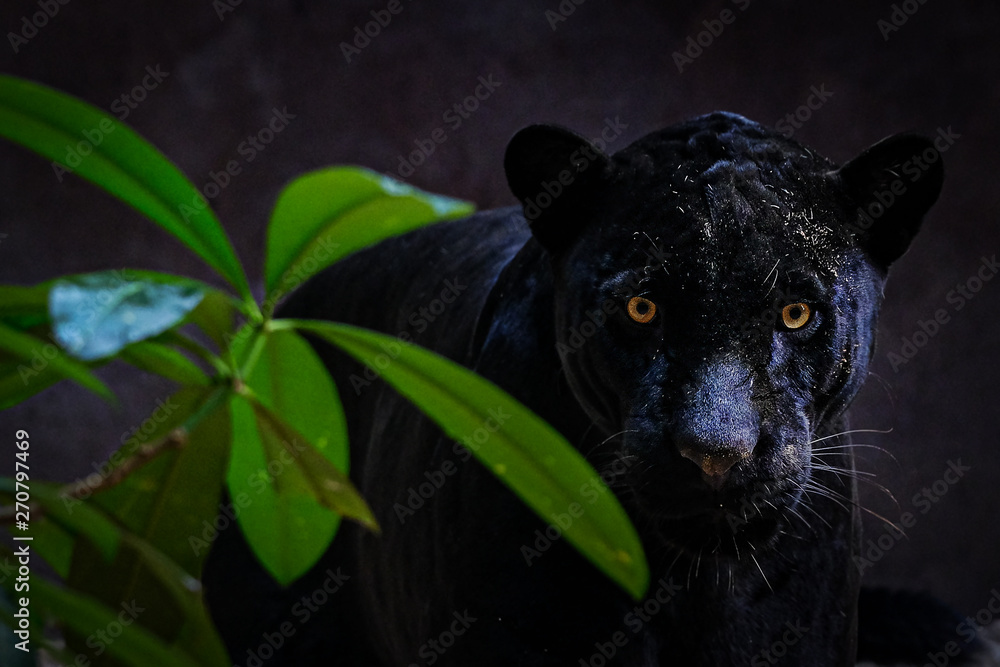 black panther shot close up with black background Stock Photo | Adobe Stock
