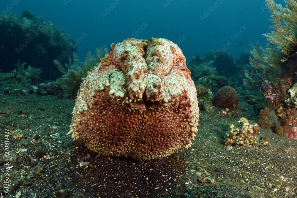 Giant sea cucumber crawling on the sea bottom. Underwater world ...