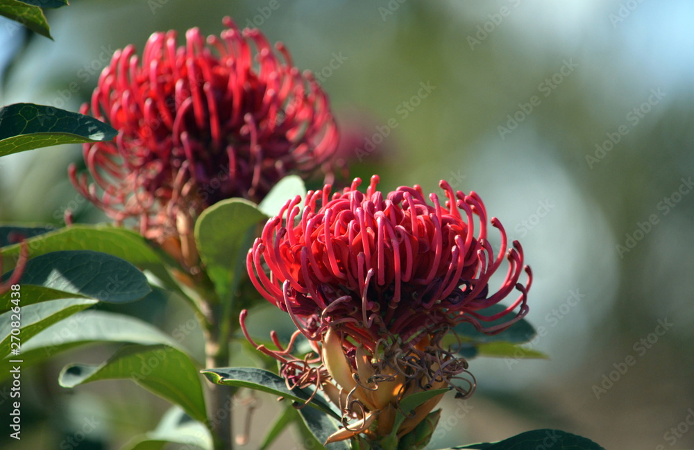 Australian native Telopea Shady Lady variety of waratah flower, family ...