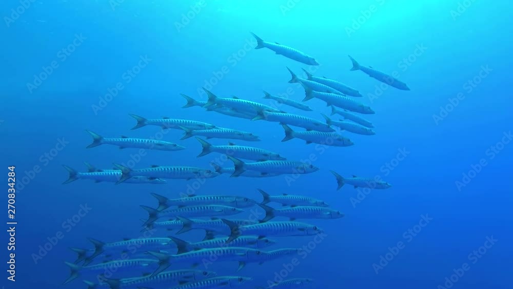 School of barracudas slowly swims on a blue water background. Blackfin ...