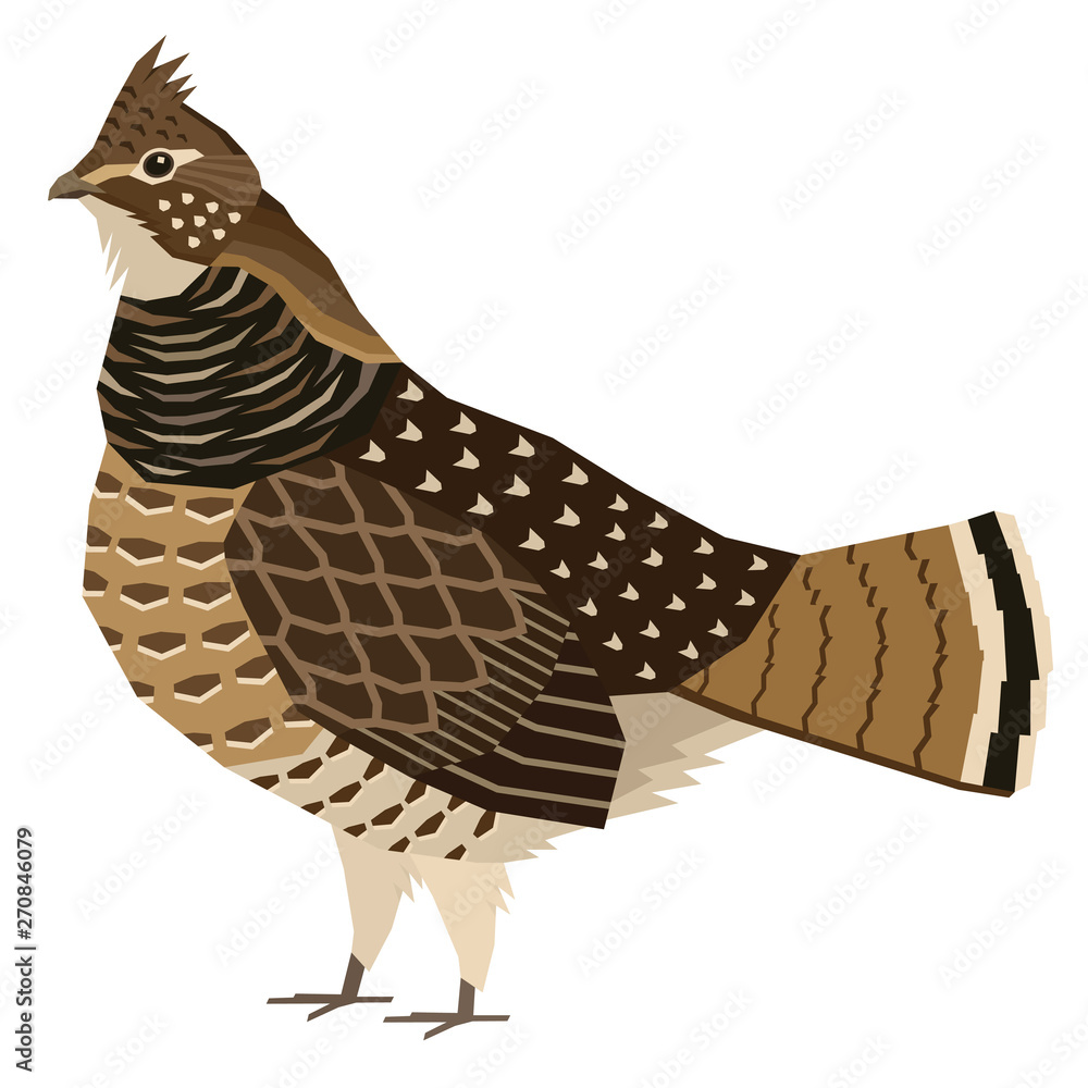 Ruffed grouse Birds collection Vector illustration Isolated object ...