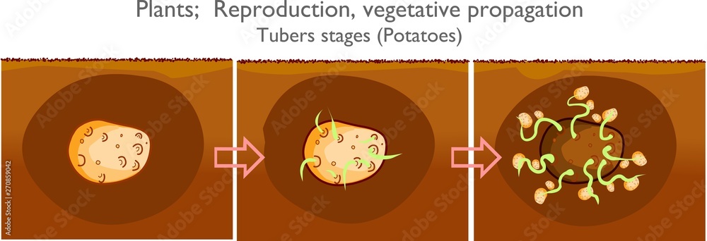 Potato Reproduction Tubers Stages Vegetative Propagation Types In