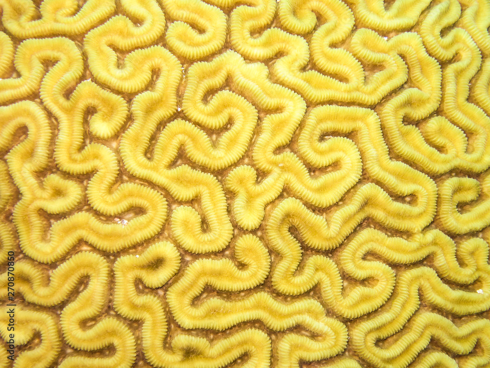 COZUMEL, MEXICO: yellow brain coral, texture like a labyrinth Stock ...