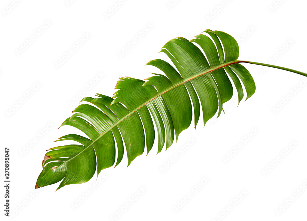 Heliconia chartacea leaves,Tropical leaf, Bird of paradise foliage ...