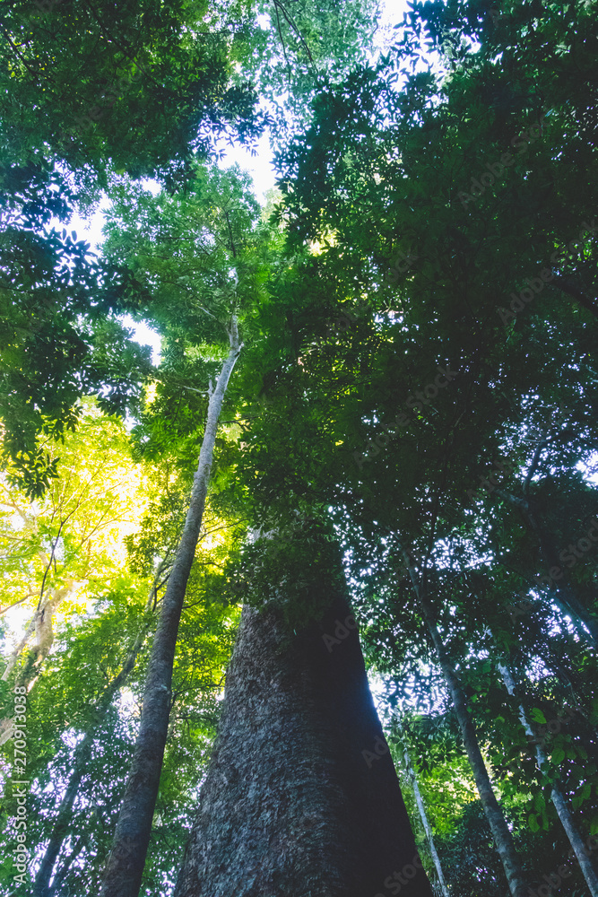 The big mersawa tree in King Taksin National Park at Thailand ...