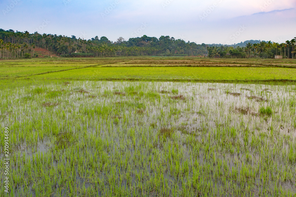 Wet rice fields in the south of india. The fresh green paddy is ...
