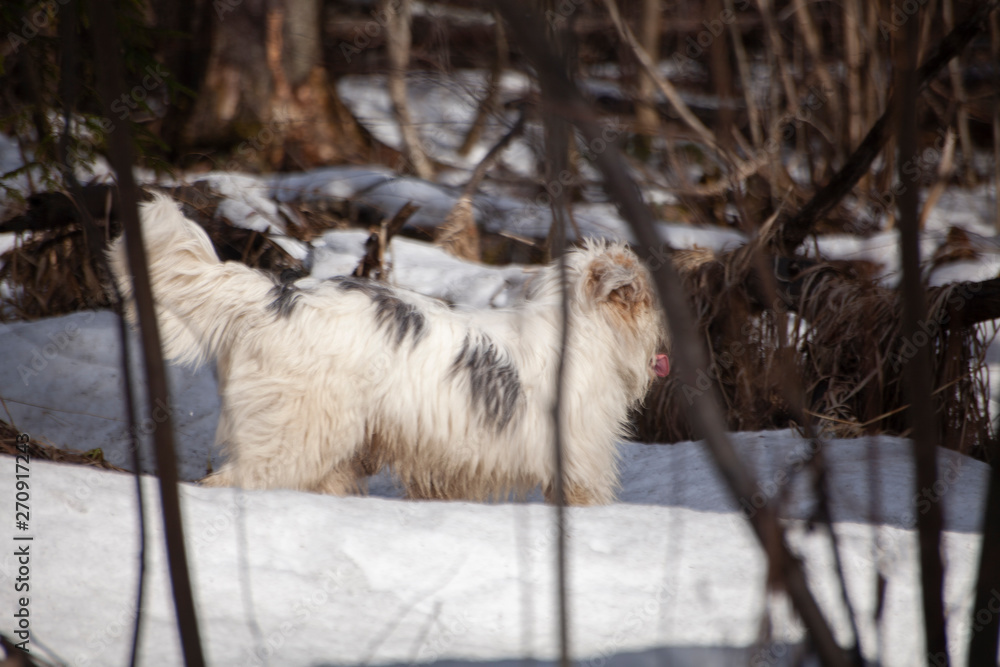 White dog in the forest. Ohta with dogs. Walk the dog by nature. Care ...