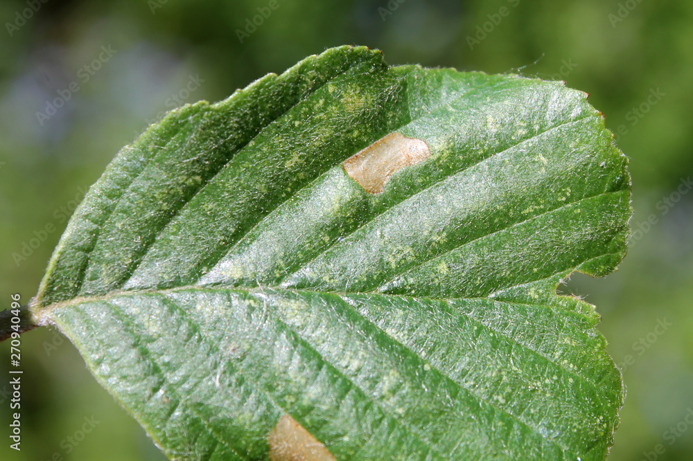 European alder (Alnus glutinosa) green leaf with mine of Common case ...