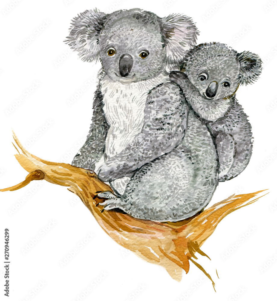 Cute koalas,Mom and baby watercolor illustration .Animals Of Australia ...