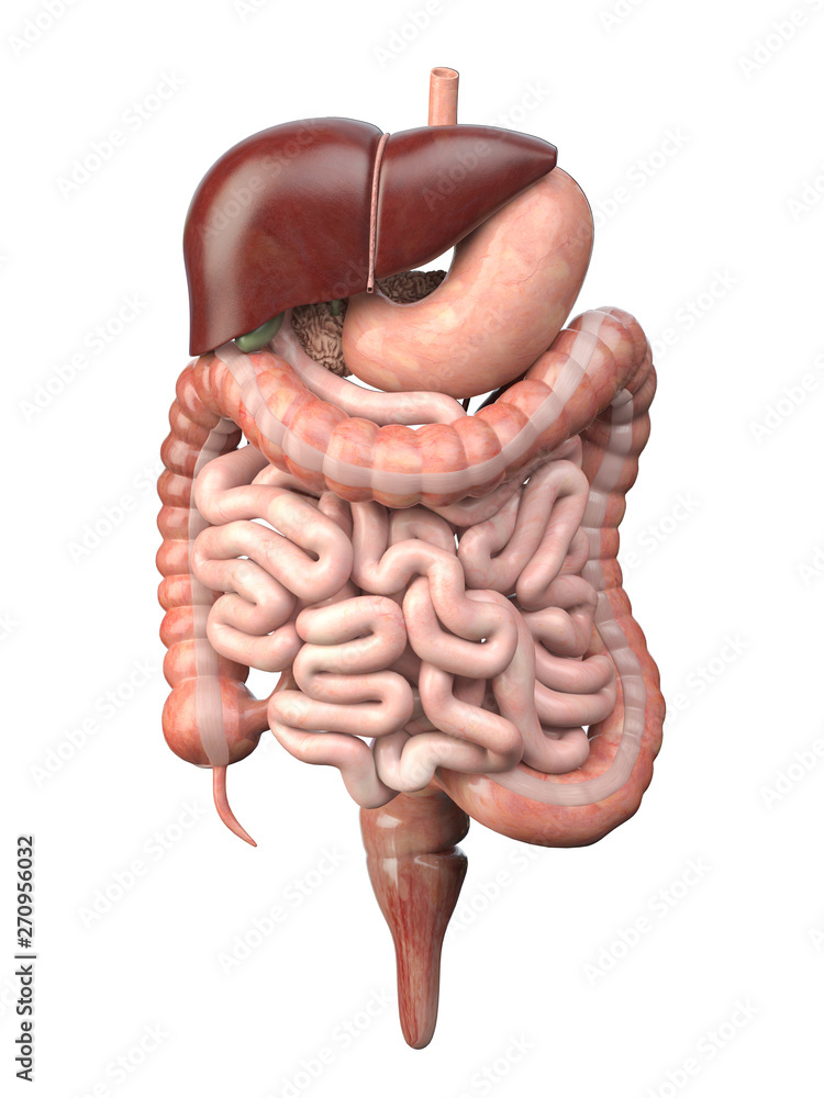 Human digestive system isolated on white background. Anatomy, internal ...