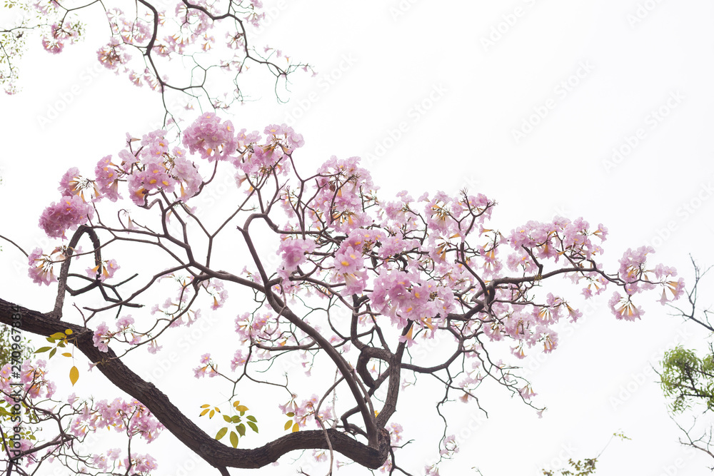 Tabebuia rosea is a Pink Flower in the public park. Pink trumpet tree ...