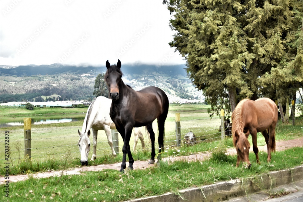 Caballos Colorados