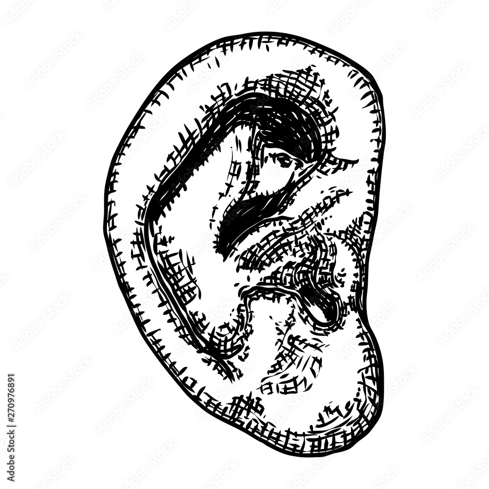 Human ear anatomy body part in engraved hand drawn style. Stylized ...