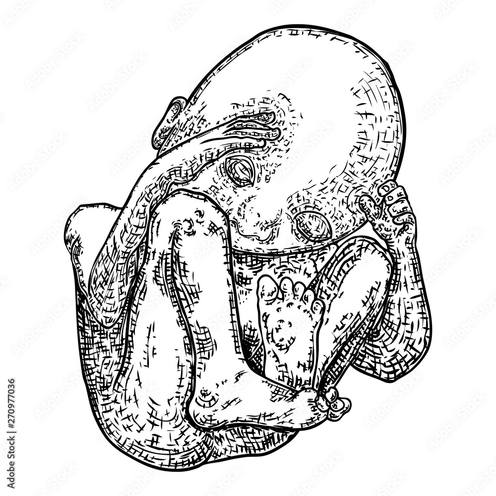 Baby development in pregnancy drawing. Anatomy and pregnancy period ...