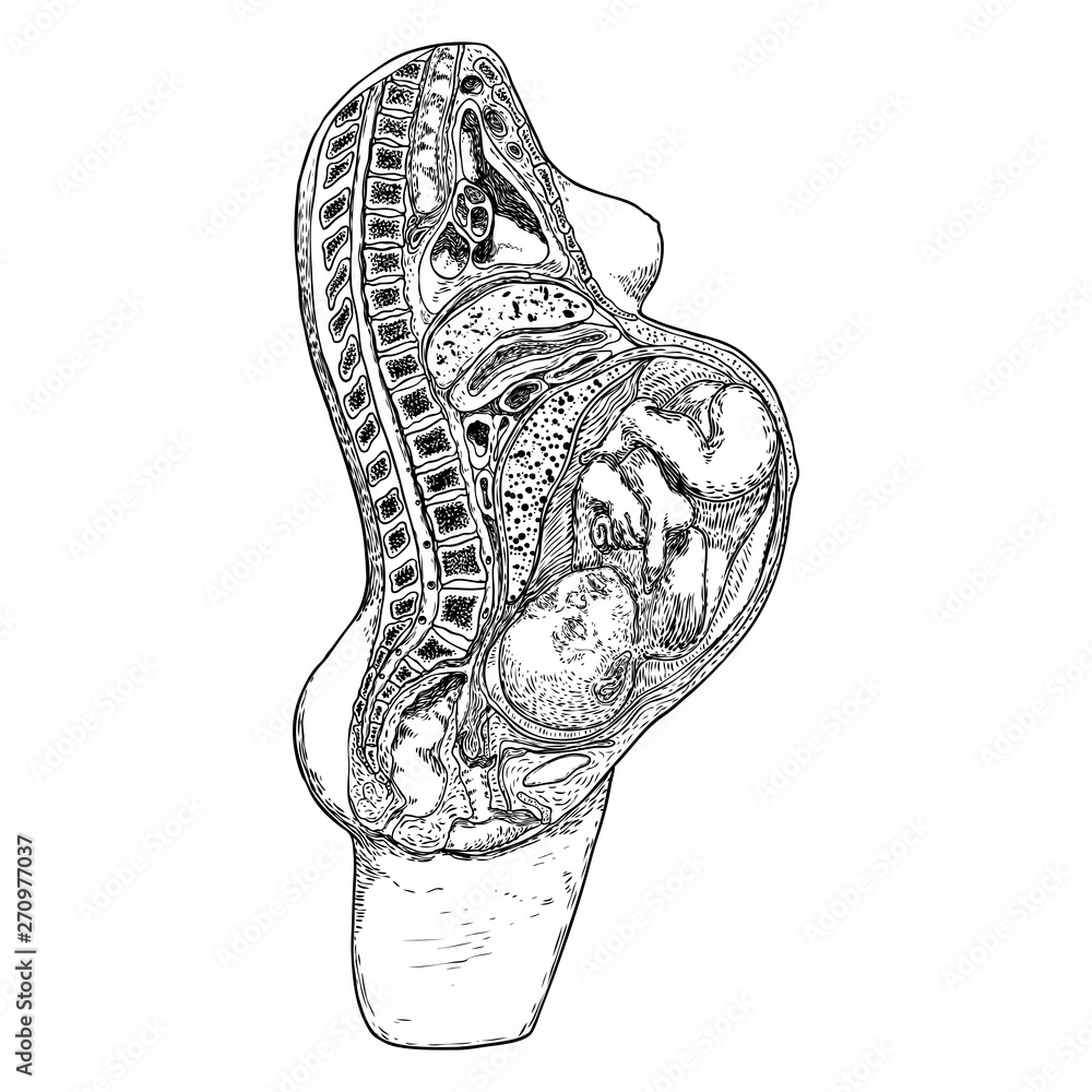 Giving Birth Diagram