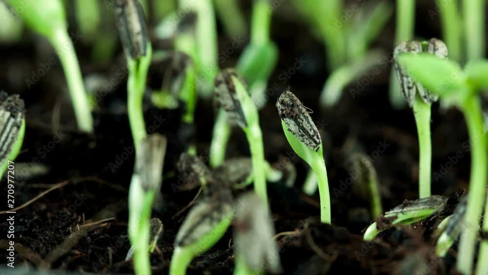 Sunflower seed plant germinating growing in soil close-up, Time-lapse ...