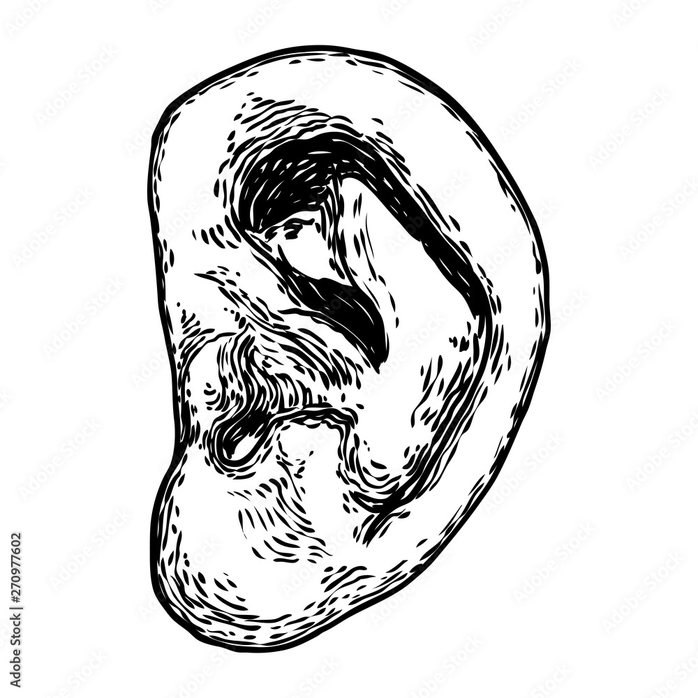 Human ear anatomy body part in engraved hand drawn style. Stylized ...