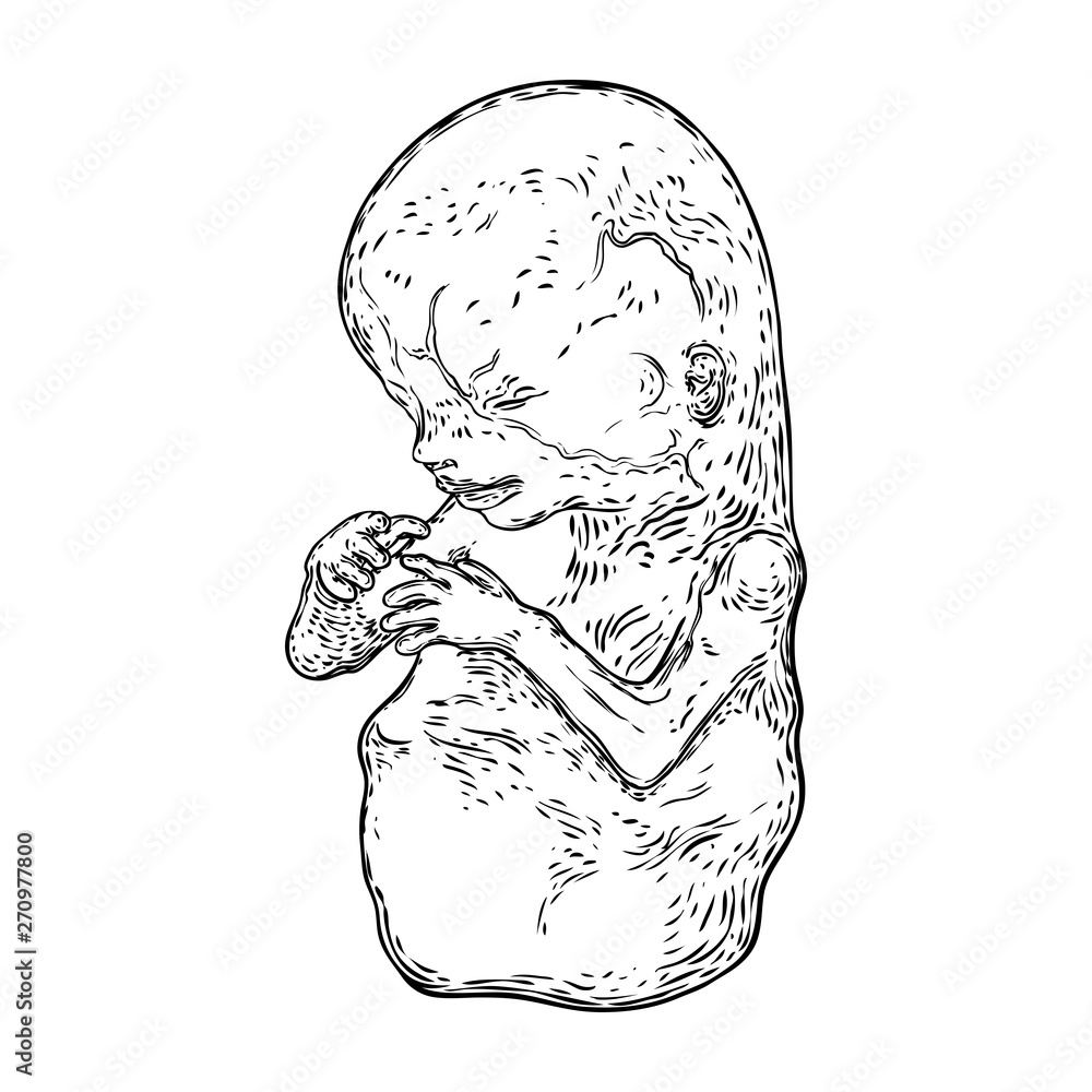 Baby development in pregnancy drawing. Anatomy and pregnancy period ...