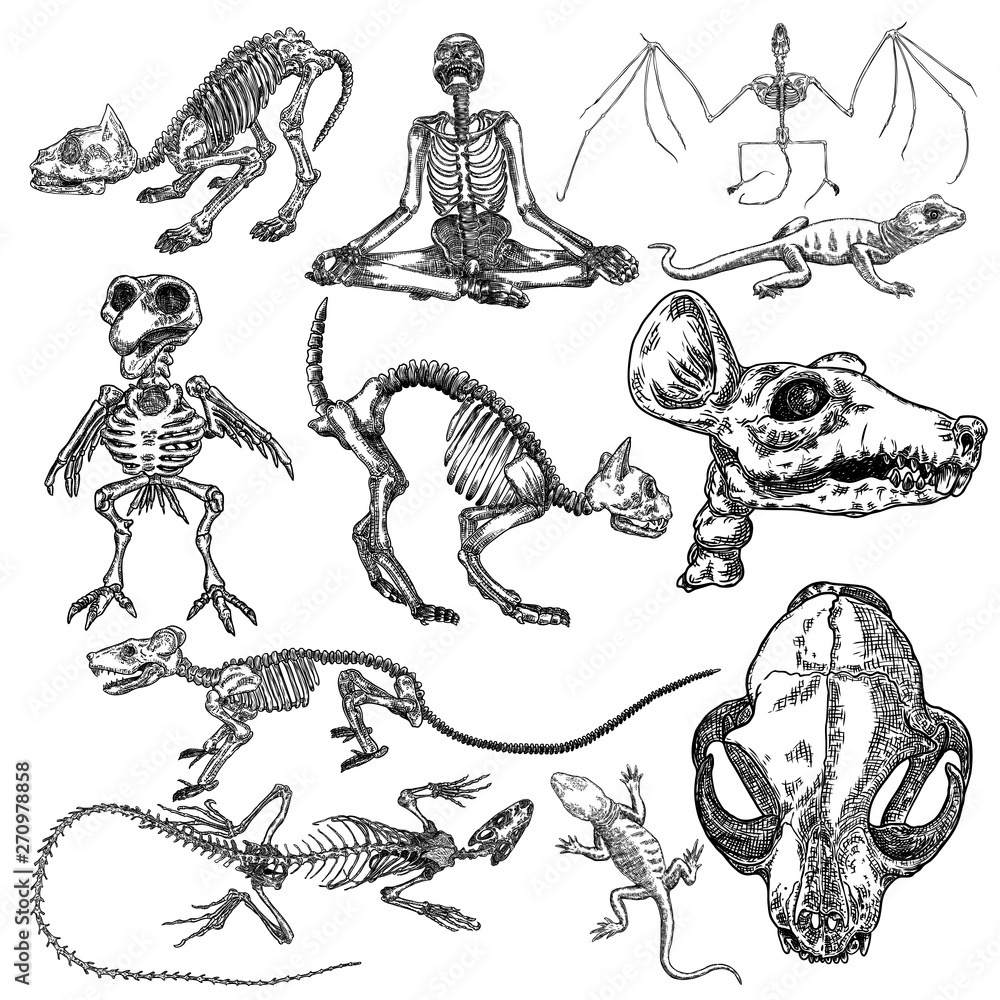 Alchemy symbol elements set. Skeletons and skulls of bird, cat, human ...