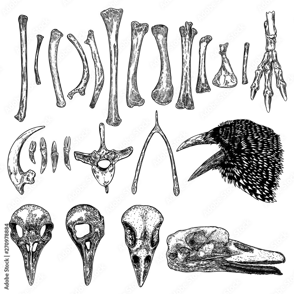 Set of bird skeleton bones and skulls for magic cult , wishbone, arm ...
