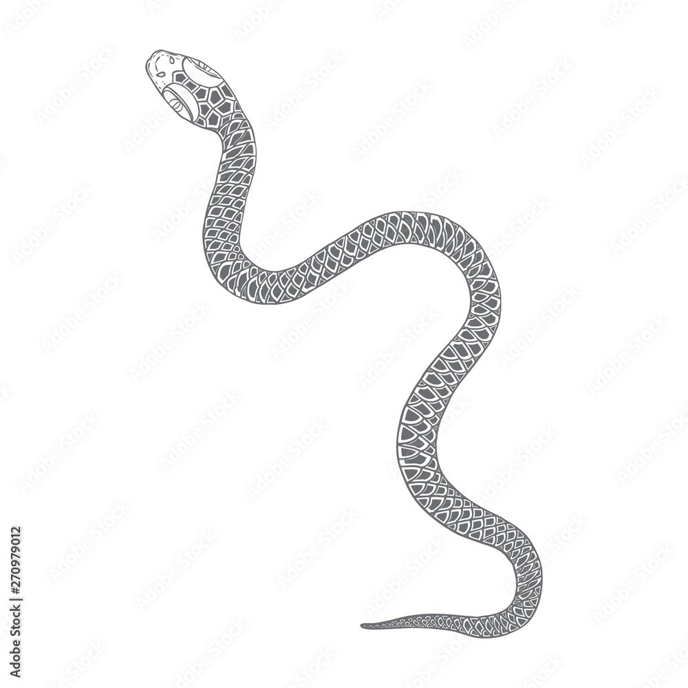Snake drawing illustration. Black serpent isolated on a white ...