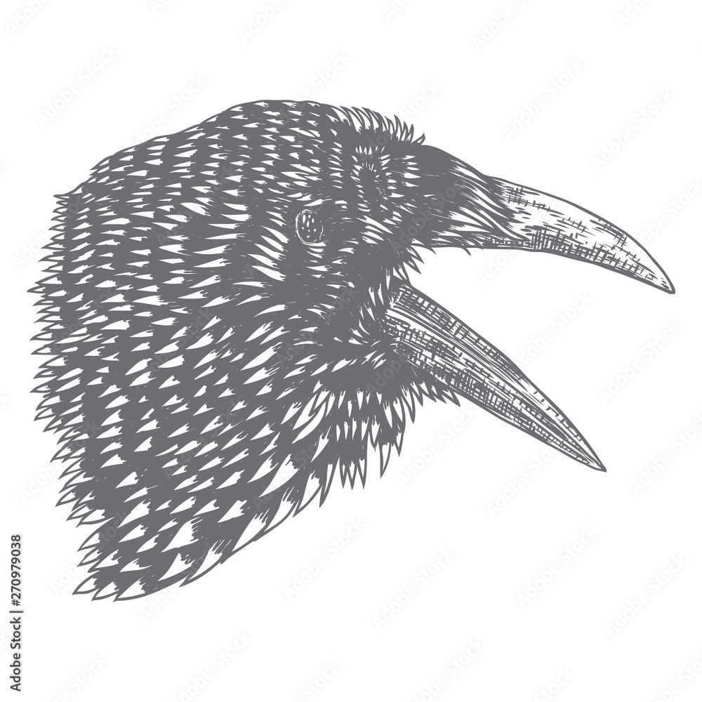 Raven Bird Head Drawing