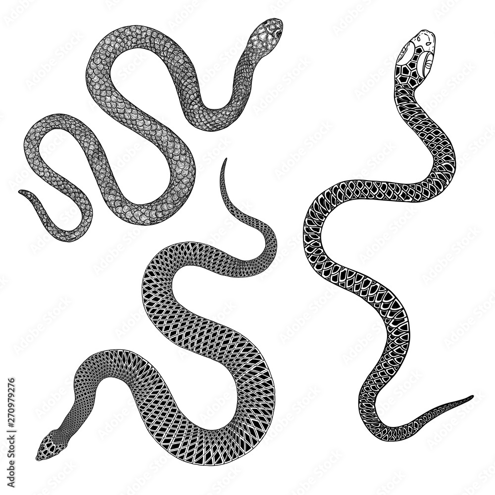 Set of snakes drawing illustration. Black serpent isolated on a white ...