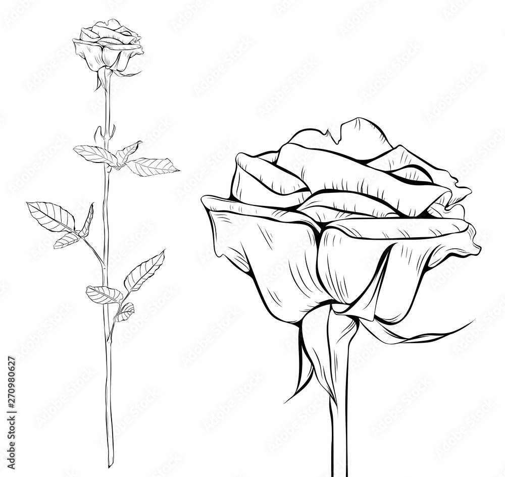 Vetor do Stock: Rose line art silhouette. Single long stem rose flower ...