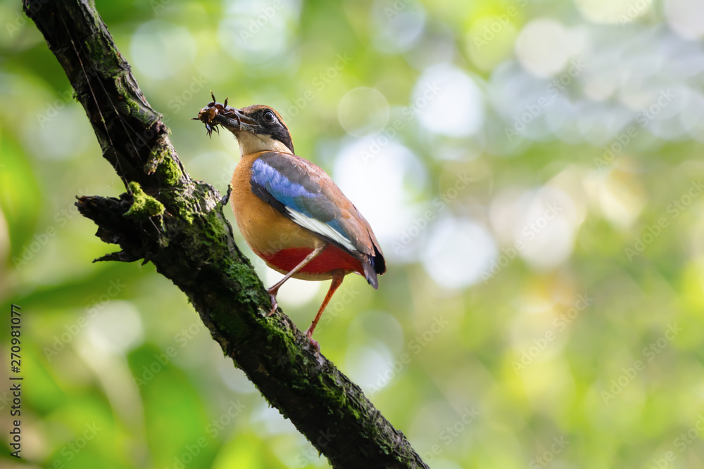 Pitta in the wild with natural blurred background,low angle view ...