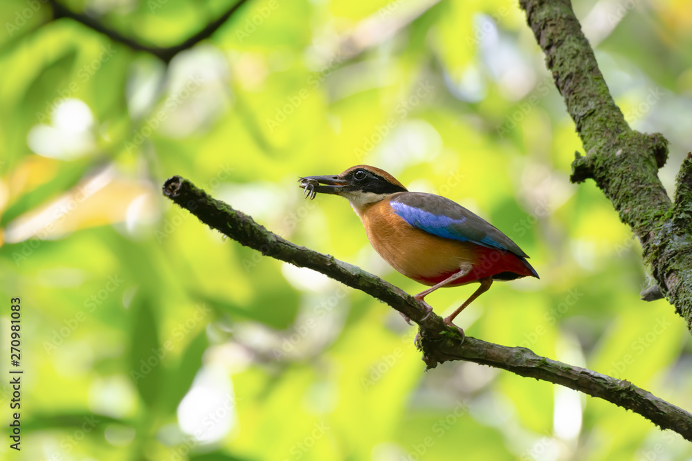 Pitta in the wild with natural blurred background,low angle view ...